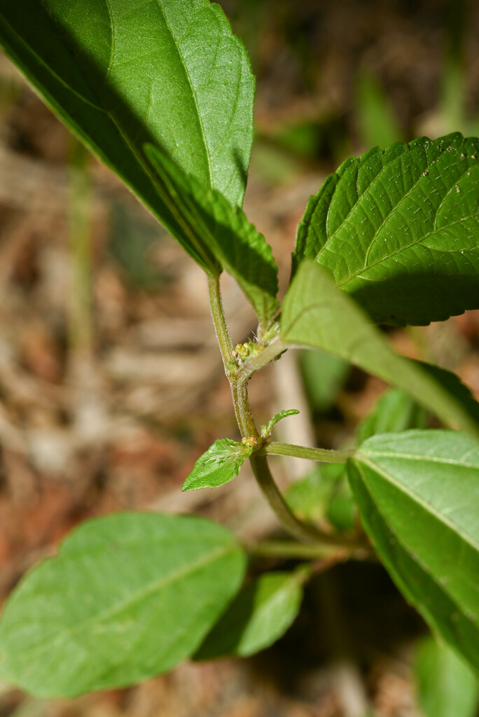 Asian Copperleaf from 5 Yi He Yuan Lu, Hai Dian Qu, Bei Jing Shi, China ...