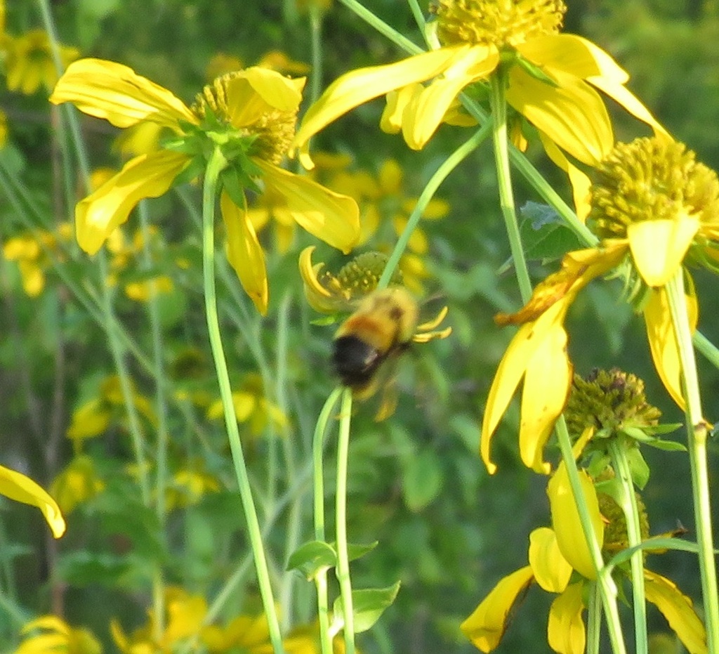 Rusty-patched Bumble Bee in August 2024 by wmct276 · iNaturalist