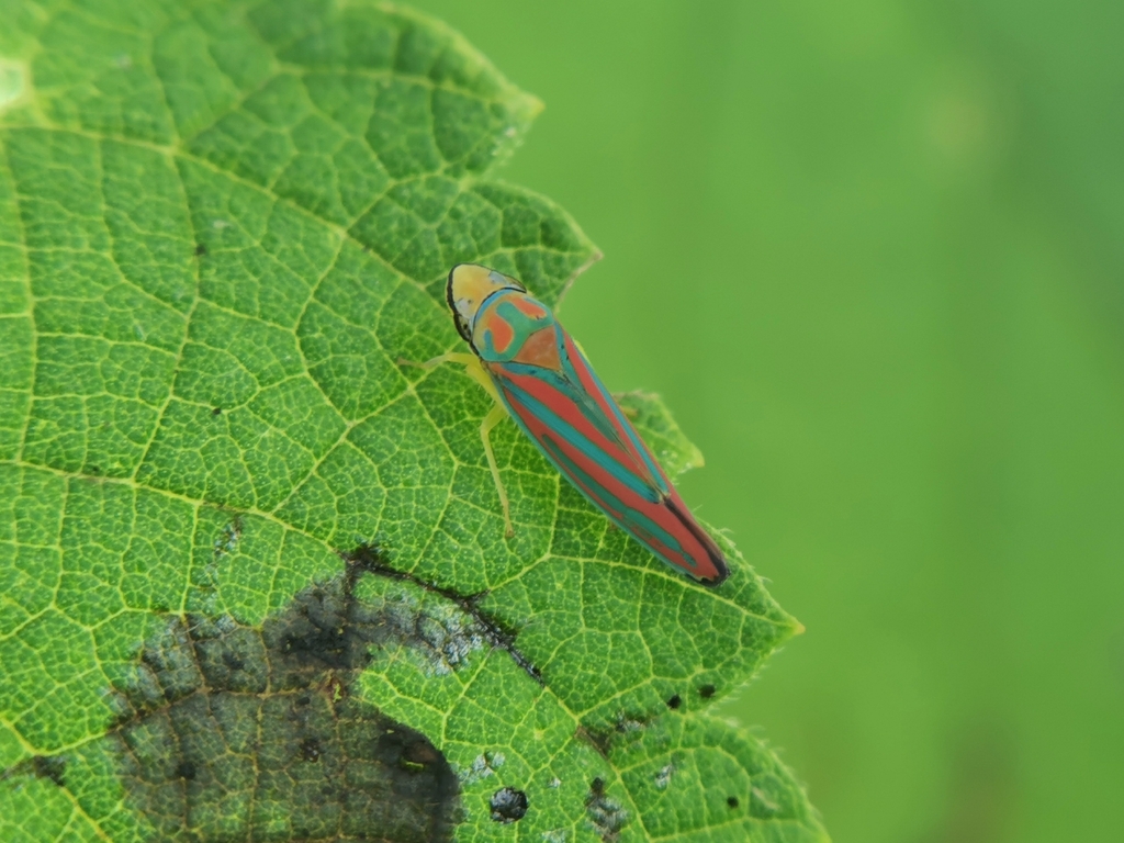 Red-banded Leafhopper from Tippecanoe, 印第安纳, 美国 on August 19, 2024 at ...