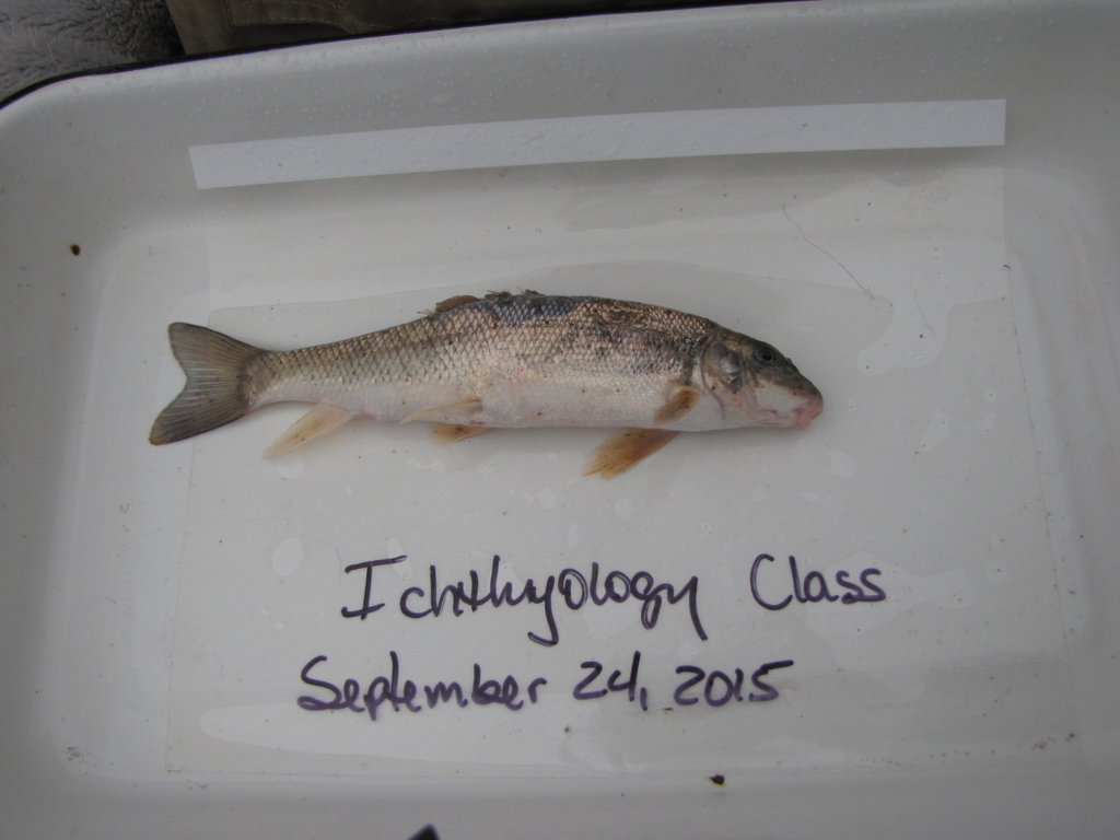 White Sucker in September 2015 by carissab · iNaturalist