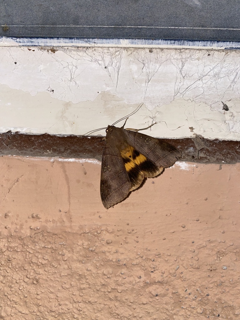 Thyas coronata from Mahila Society, Amreli, GJ, IN on August 17, 2024 ...