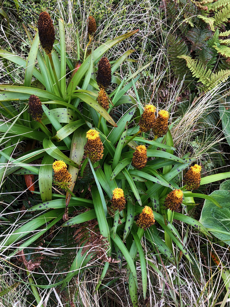 Ross Lily in December 2018 by shepburn · iNaturalist