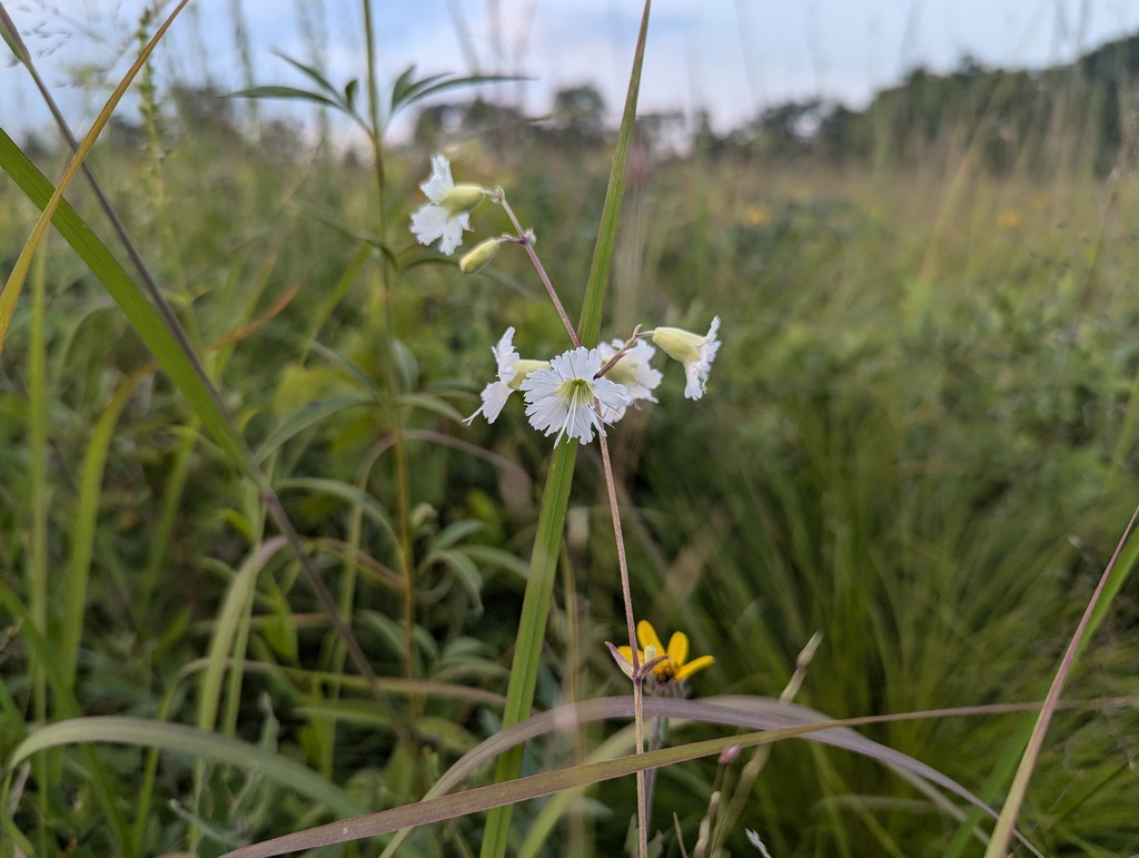 starry campion in August 2024 by Ryan Sorrells · iNaturalist