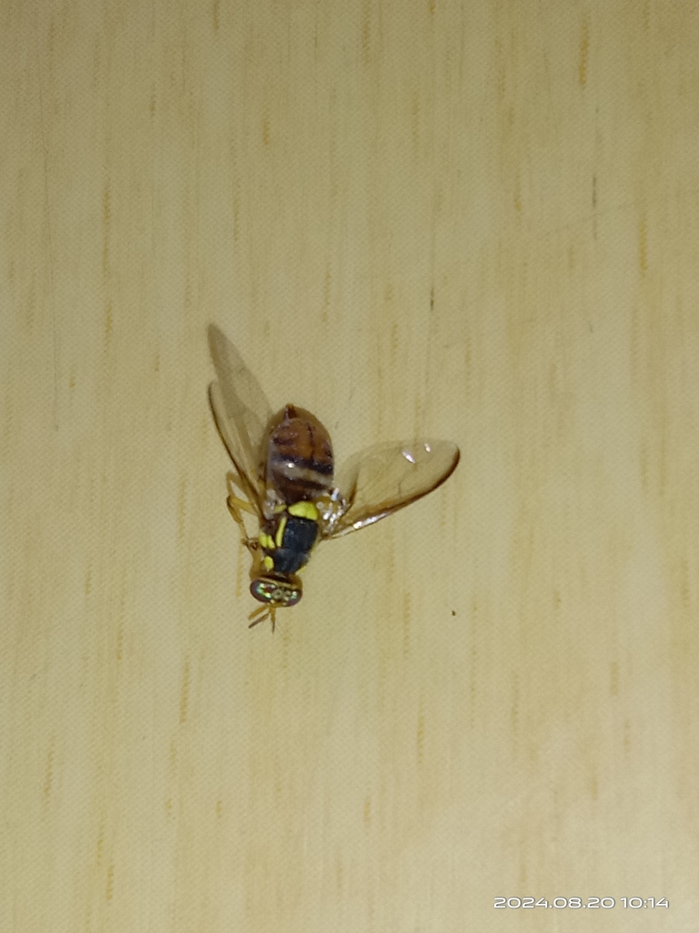 Oriental Fruit Fly from Kaohsiung, TW-KH, TW on August 20, 2024 at 10: ...