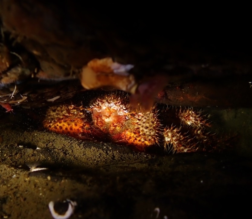 Spiny Lithode Crab from Lilliwaup, WA 98555, USA on August 19, 2024 at ...