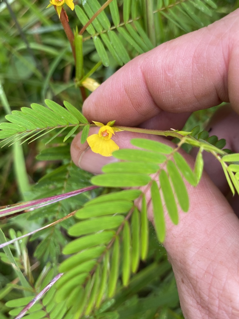 sensitive pea in August 2024 by Tom Groves · iNaturalist