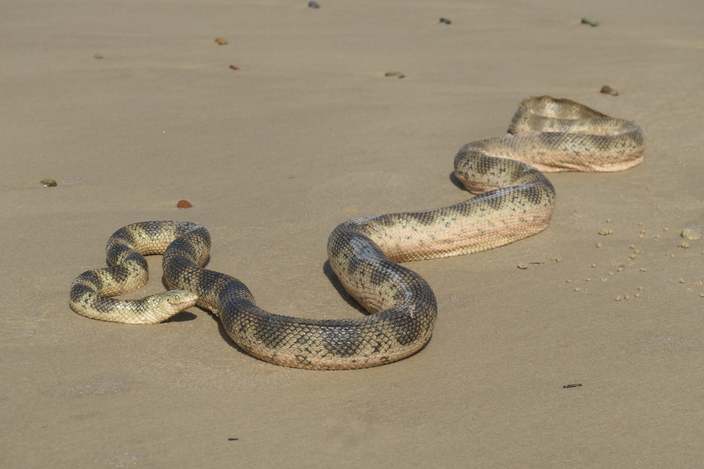 Elegant Sea Snake from Lake Arragan, Yuraygir NSW 2464, Australia on ...