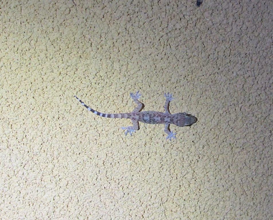 Mediterranean House Gecko from Travis County, TX, USA on August 12 ...