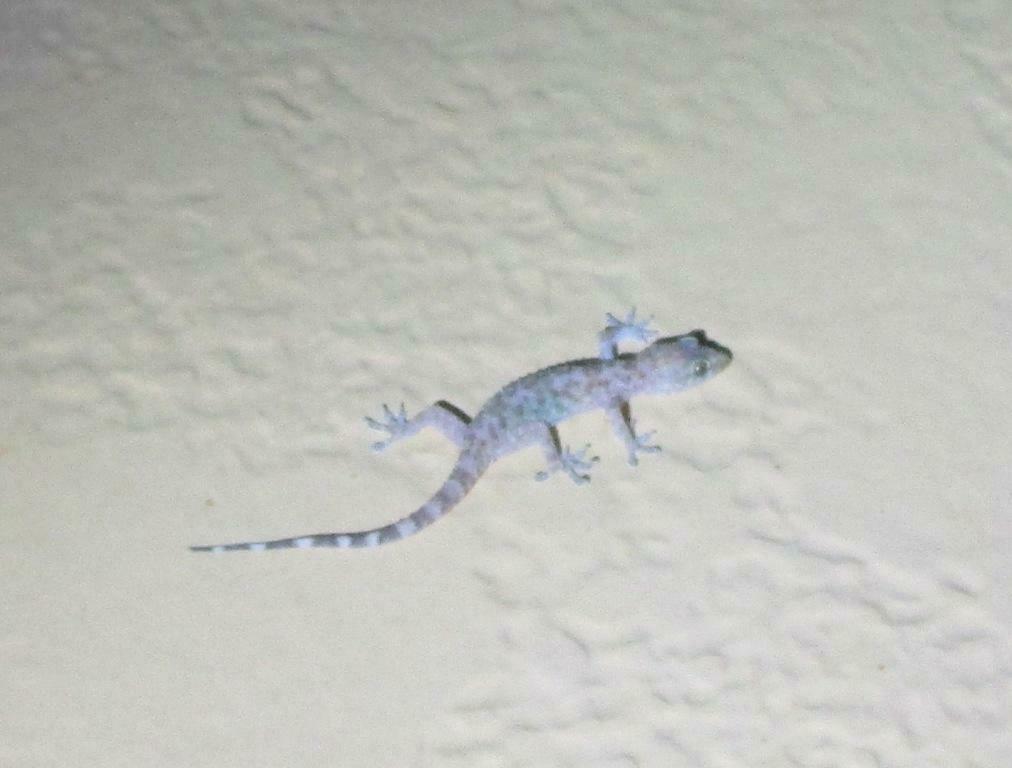 Mediterranean House Gecko from Travis County, TX, USA on August 12 ...
