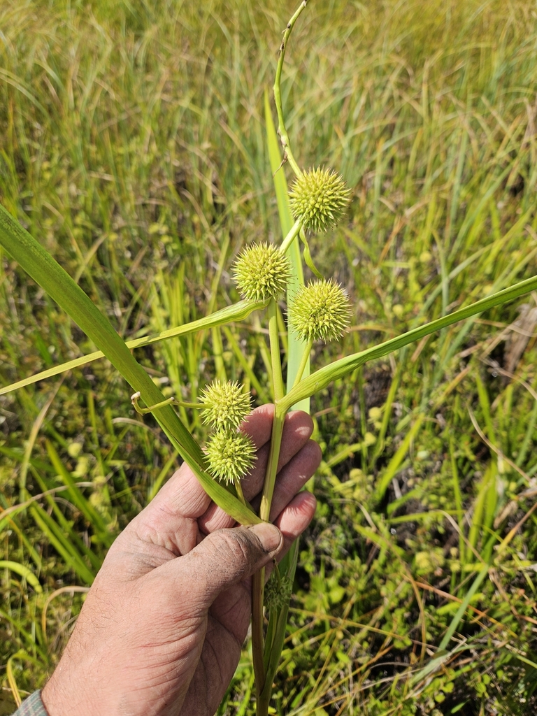 American bur-reed from Algoma, CA-ON, CA on August 19, 2024 at 02:13 PM ...