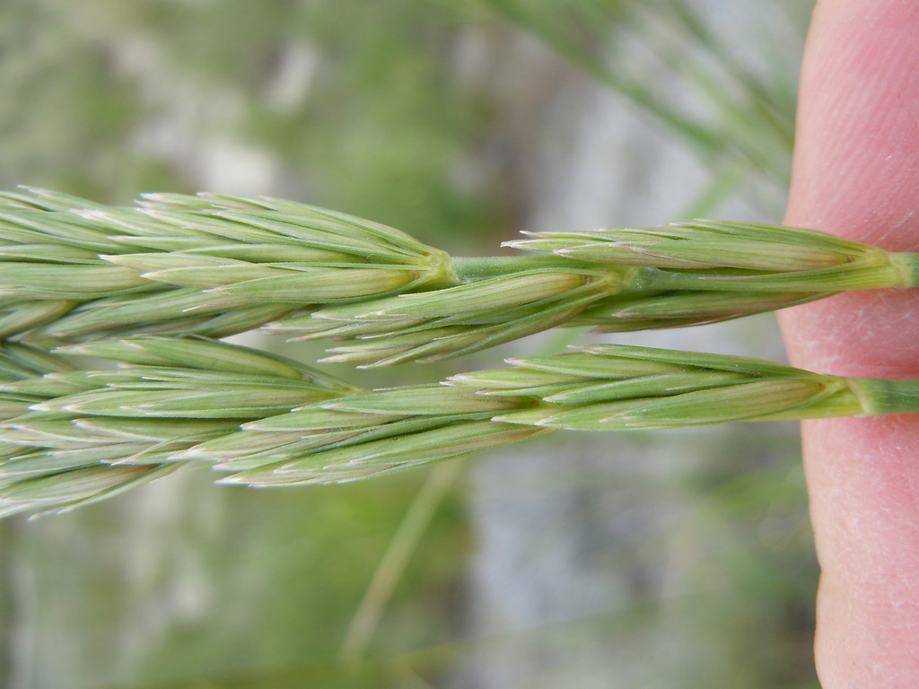 Great Basin Wild Rye (Plants of Highline Lake State Park) · iNaturalist