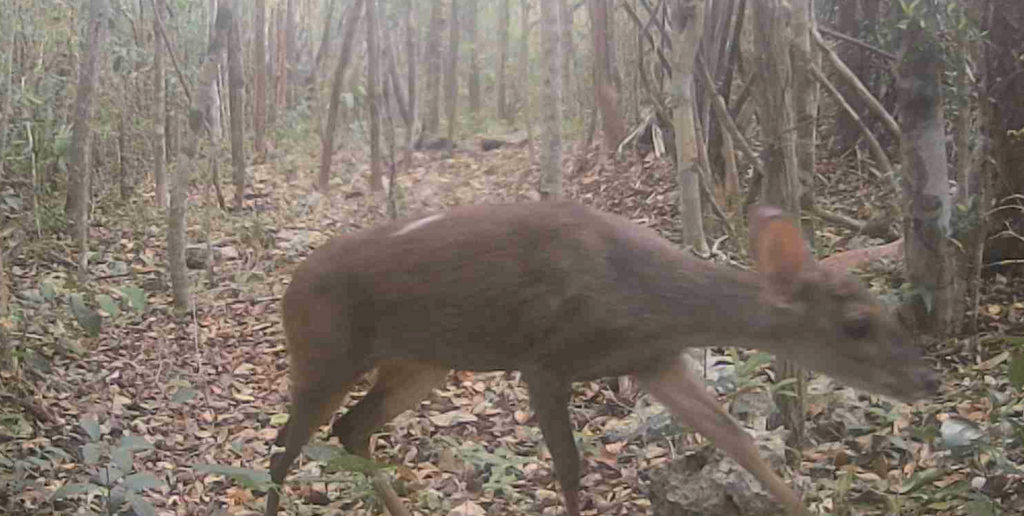 Temazate pardo de Yucatán en julio 2024 por carlos_garcia_diver_pdc ...