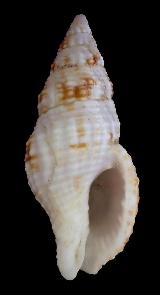 Prodotia iostoma from Minnie Water, NSW 2462, Australia on May 4, 2004 ...