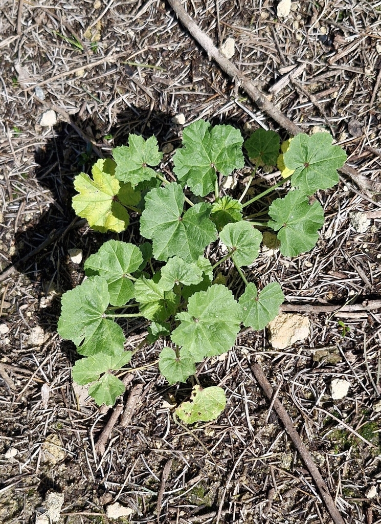cheeseweed mallow from Lakelands WA 6180, Australia on August 20, 2024 ...