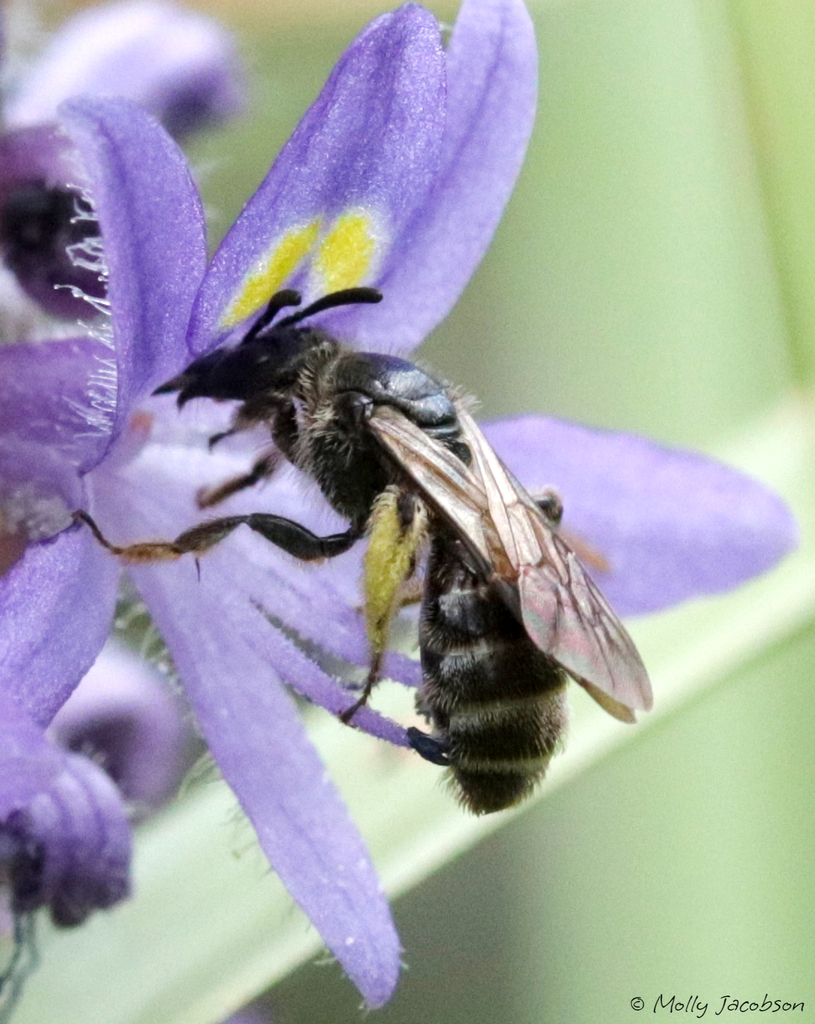 Pickerelweed Shortface from Quincy Bog Natural Area on August 11, 2024 ...