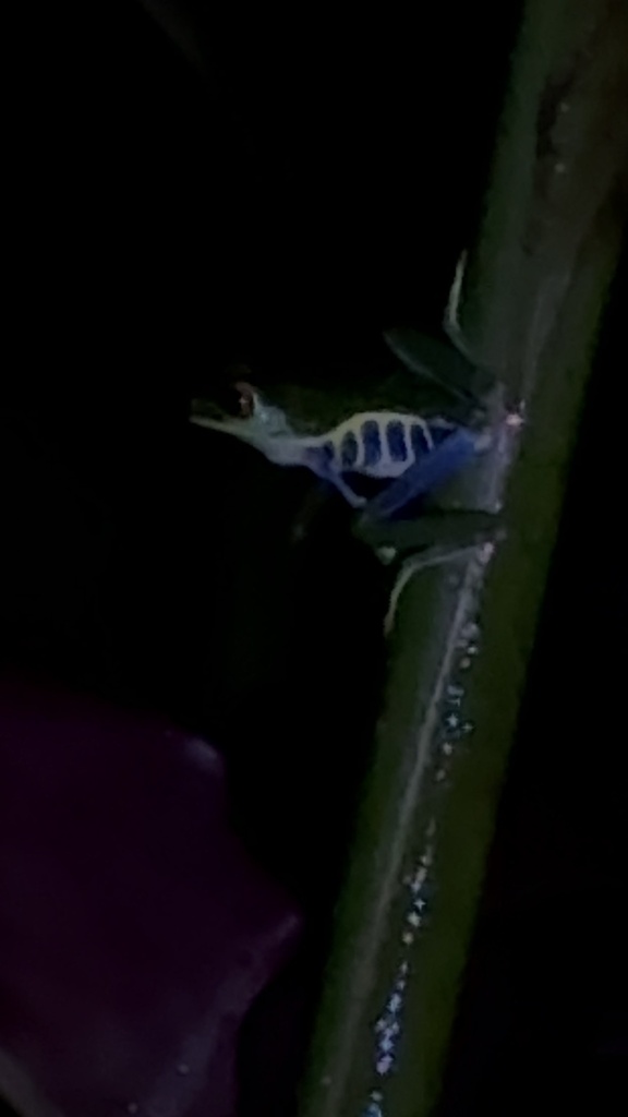 Red-eyed Tree Frog from Arenal Volcano National Park, San Carlos ...