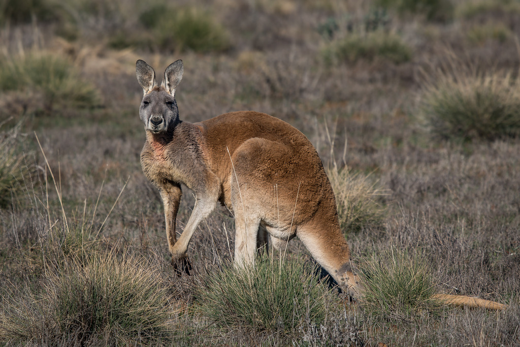 Red Kangaroo (Osphranter rufus) - Know Your Mammals