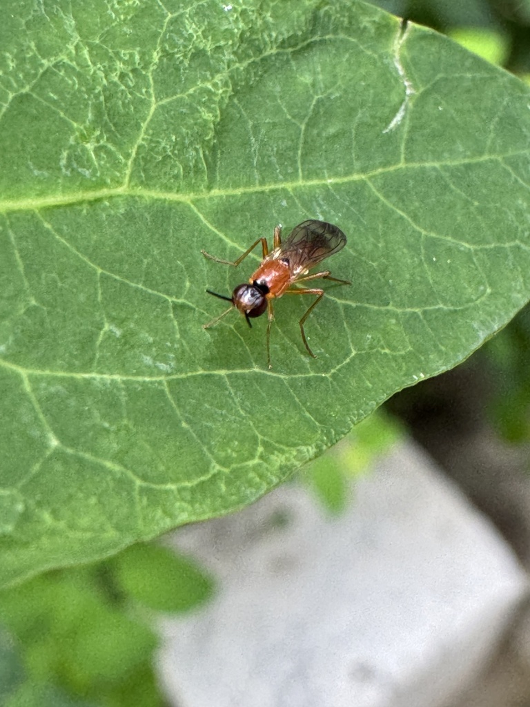 Loxocera from 景山公园, 北京市, CN on August 20, 2024 at 12:27 PM by fangchen ...
