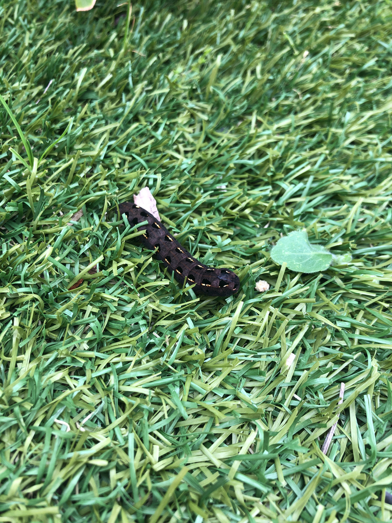 Oriental leafworm moth in August 2024 by Mae · iNaturalist