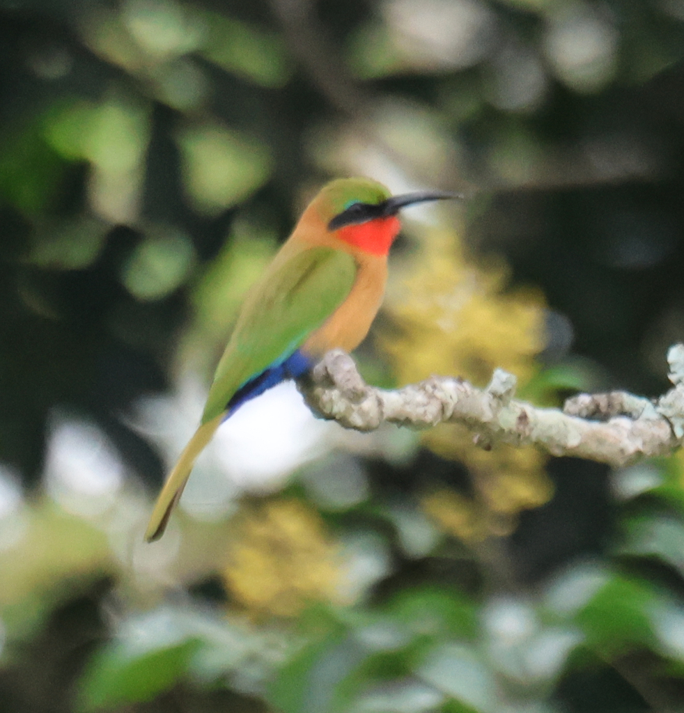 Red-throated Bee-eater from Victoria Nile W of Parra, Nwoya, Uganda on ...