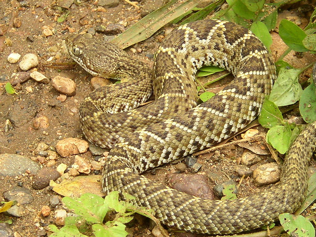Basilisk Rattlesnake from Bahía de Banderas, Nay., México on September ...