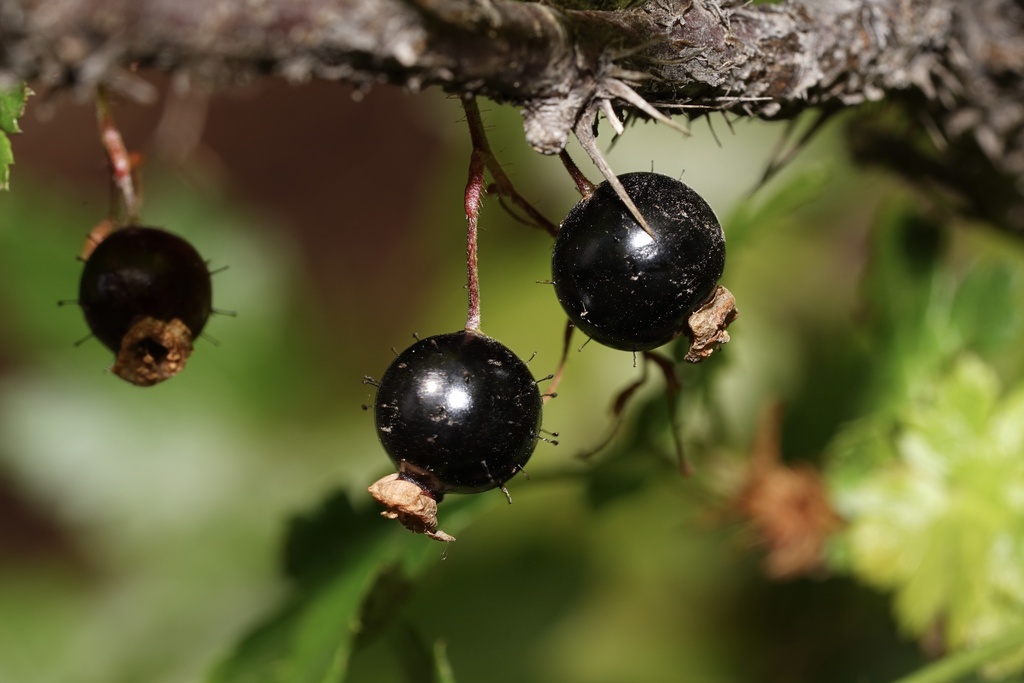 swamp currant from Mount Rainier National Park, Carbonado, WA, US on ...