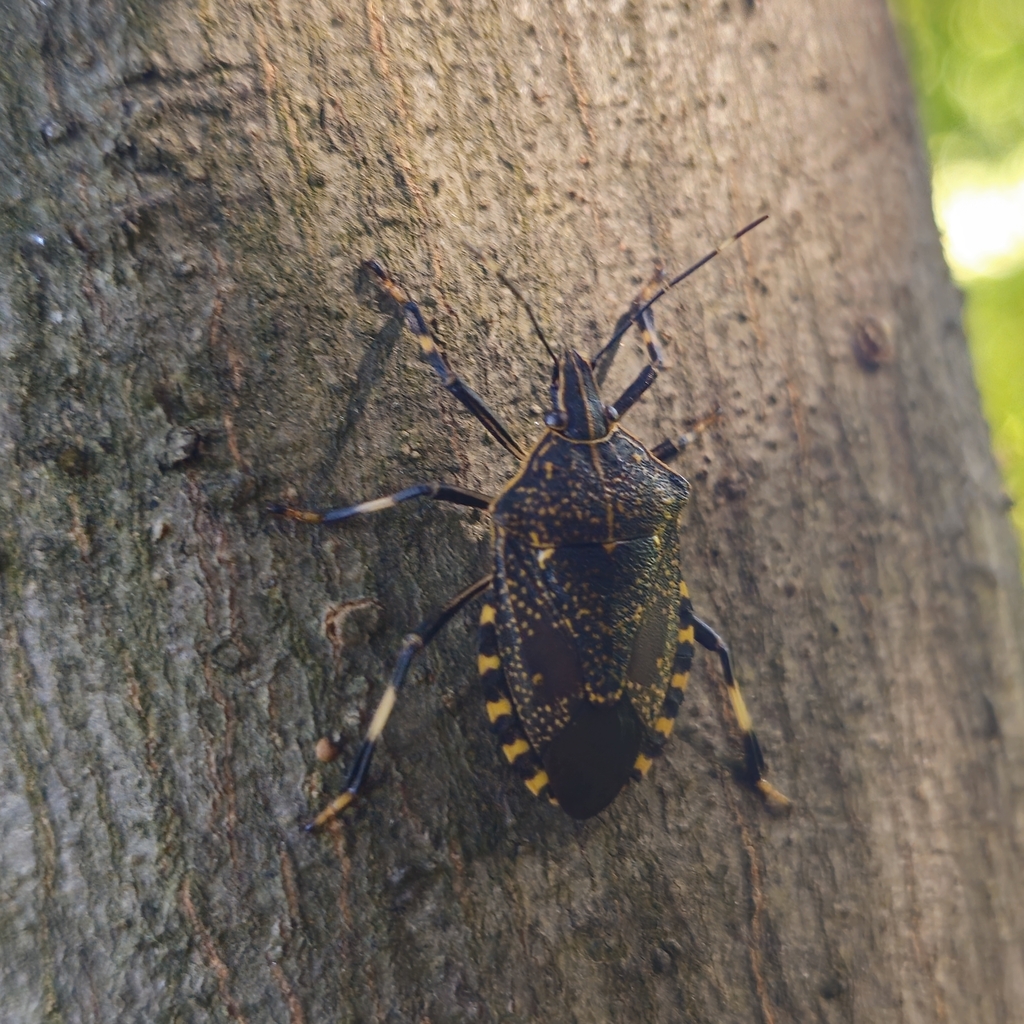 Yellow-spotted Stink Bug from 143-0001, Japan on August 20, 2024 at 03: ...