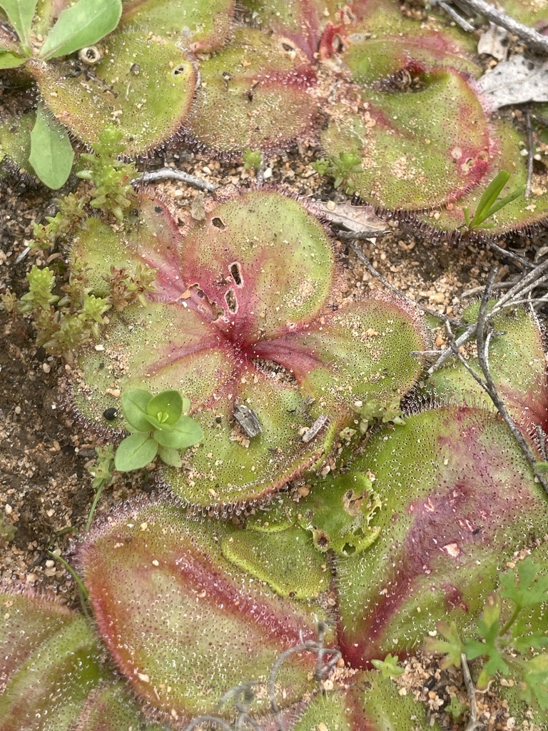 Drosera magna from Beekeepers Nature Reserve, Eneabba, WA, AU on August ...