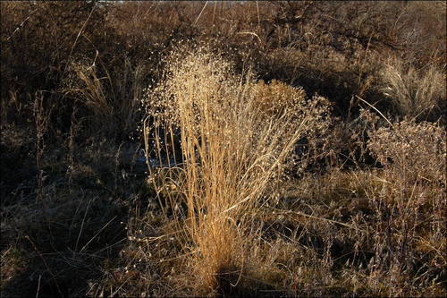 Sand Ricegrass (Plants of Rosewood Nature Study Area) · iNaturalist