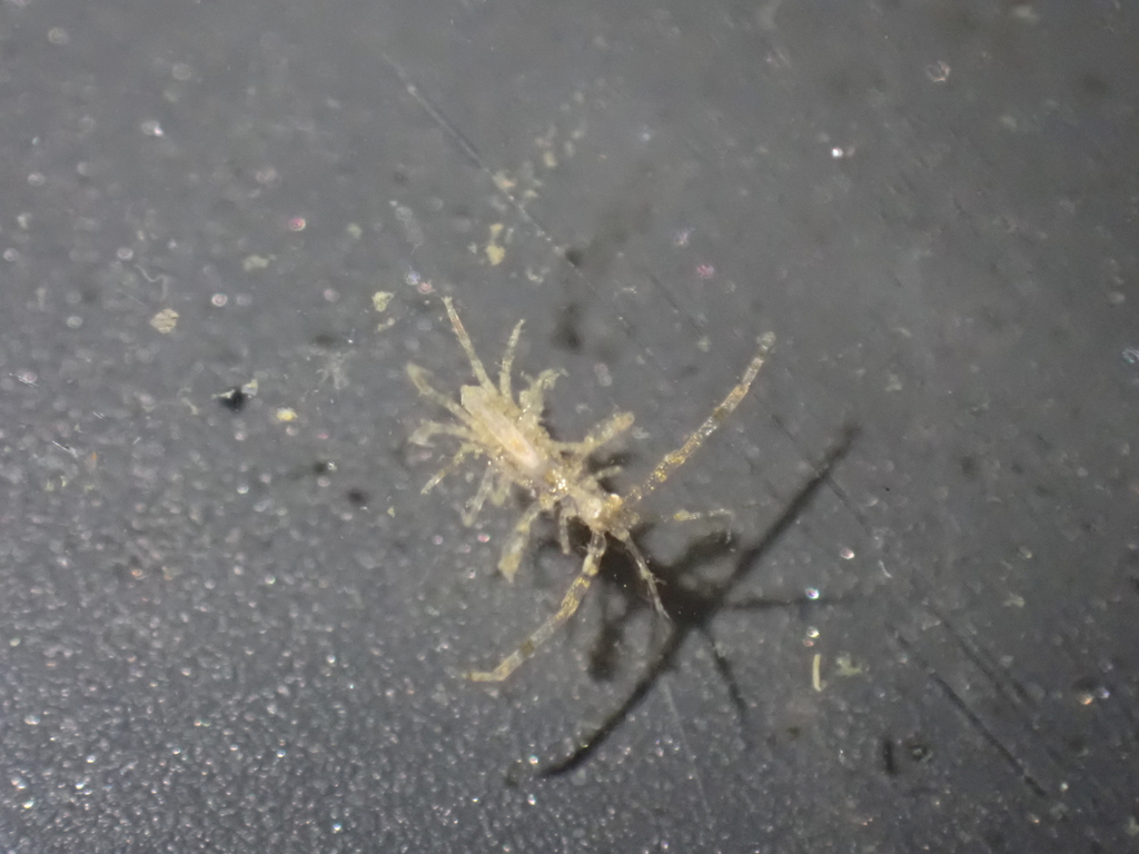 Podoceridae from Colac-Otway - South, AU-VI, AU on August 20, 2024 at ...