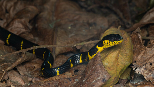 Western Mangrove Cat Snake (Boiga melanota) - Snakes and Lizards