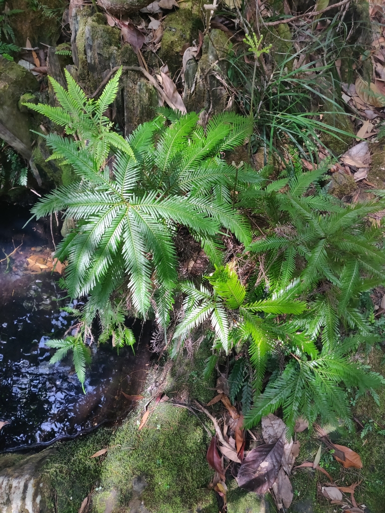 Shiny fan fern from Poum, NC-NO, NC on August 17, 2024 at 12:18 PM by ...