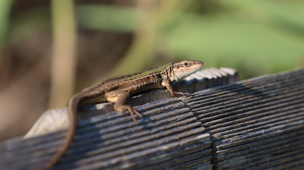 Italian Wall Lizard from East Patchogue, NY 11772, USA on August 19 ...