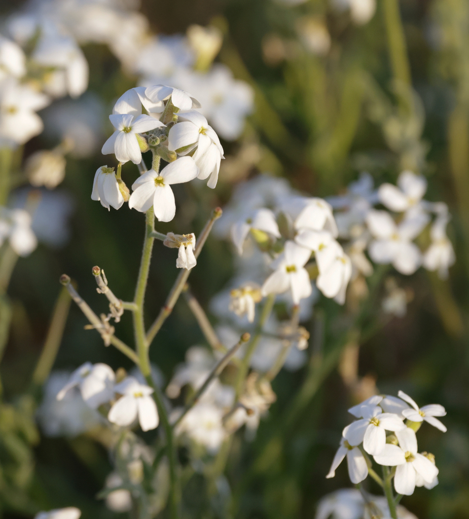 Blennodia canescens from Birdsville QLD 4482, Australia on August 9 ...