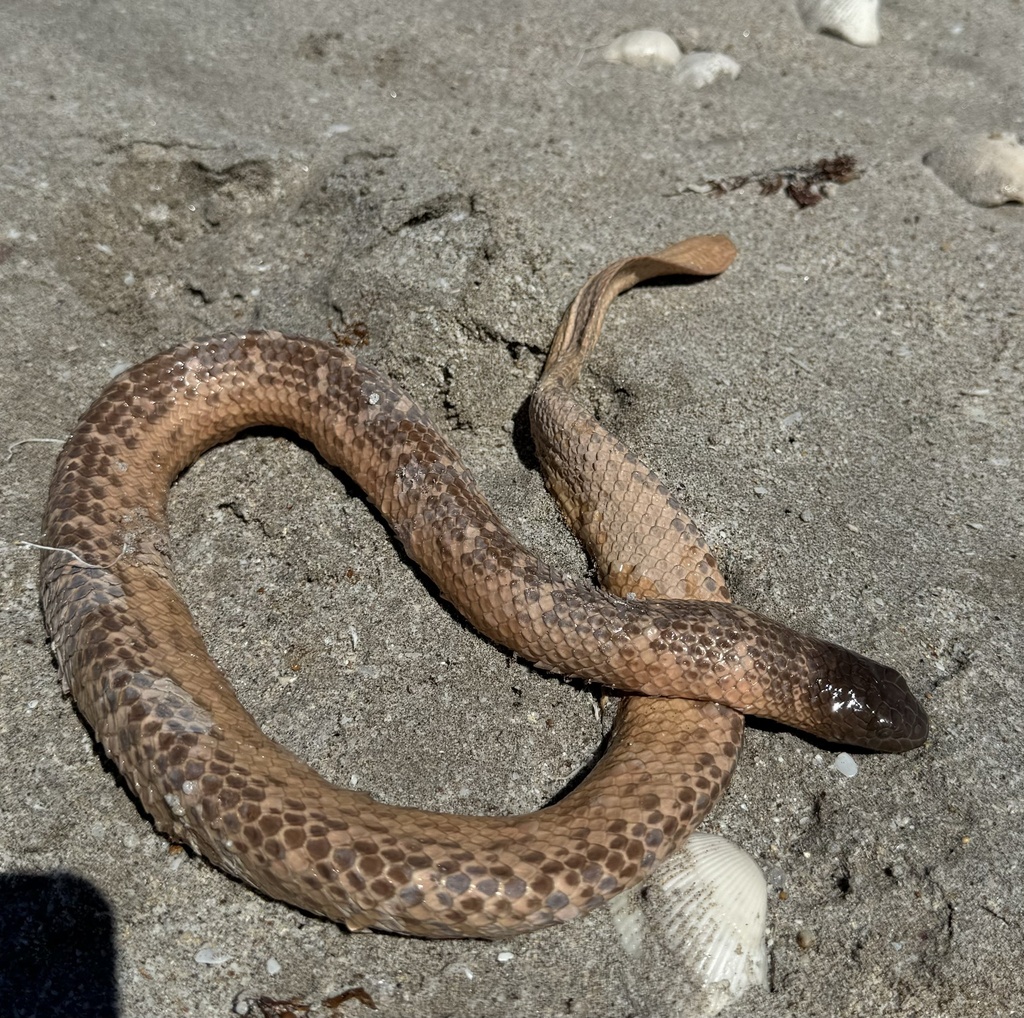 Olive Sea Snake from Broome, AU-WA, AU on August 19, 2024 at 12:36 PM ...