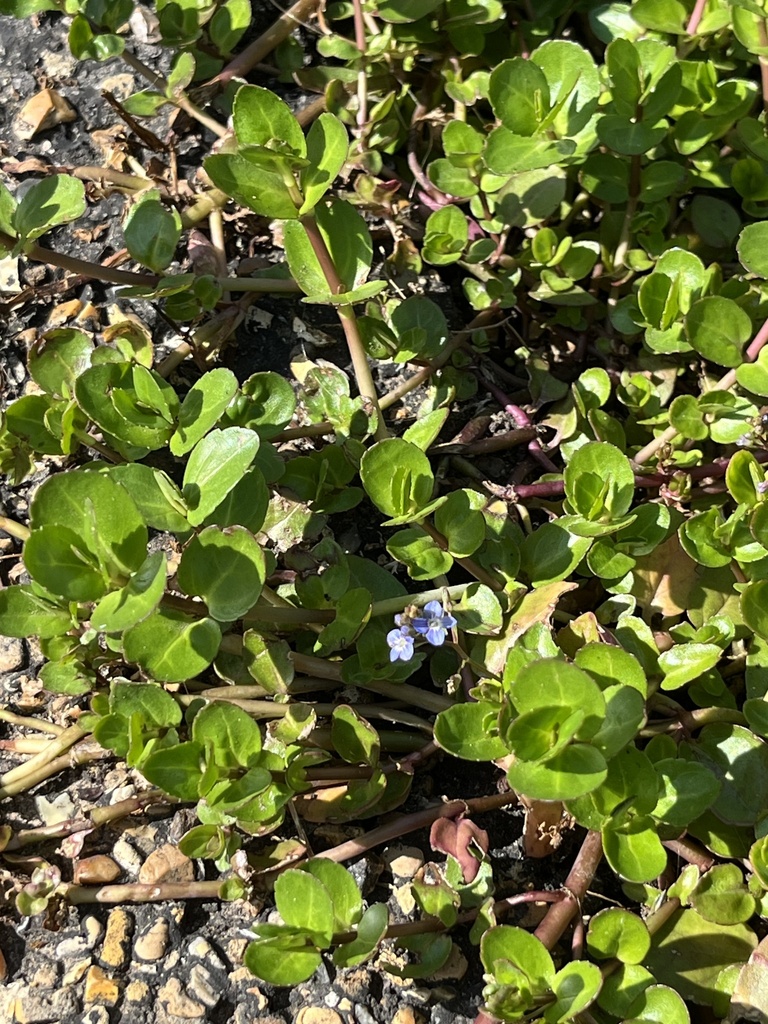 Brooklime from University Of York Campus West Designed Landscape, York ...