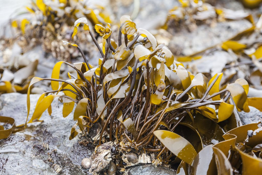 Laminaria longipes (kelpos) · iNaturalist