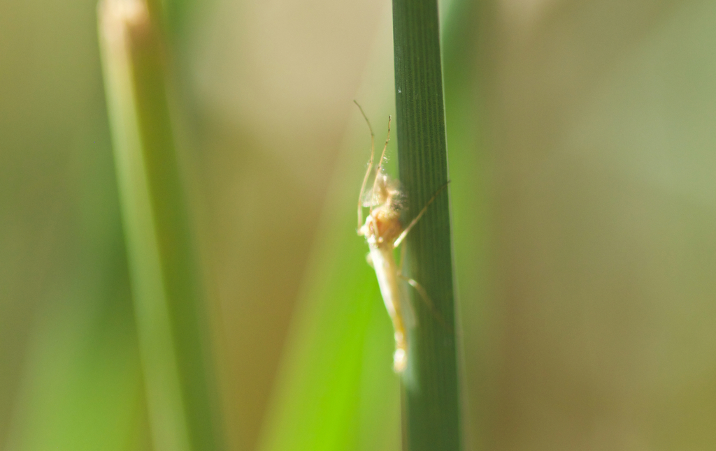Winged and Once-winged Insects from Chengxi District, Xining, Qinghai ...