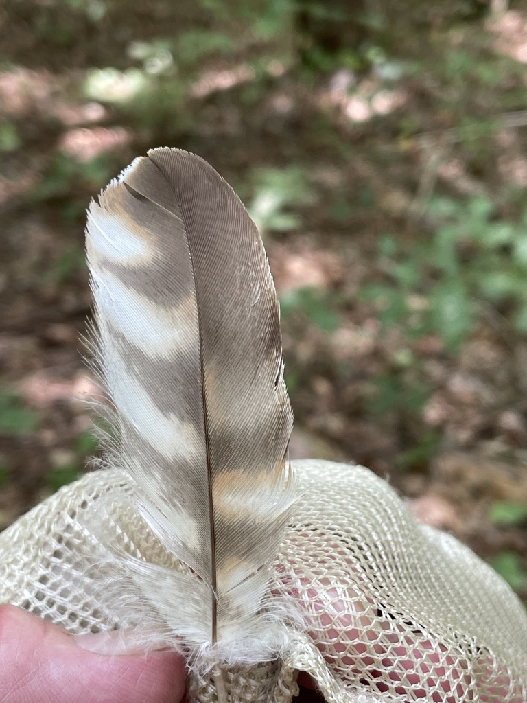 Red-shouldered Hawk from Creek Trail, Wilburn, AR, US on August 19 ...