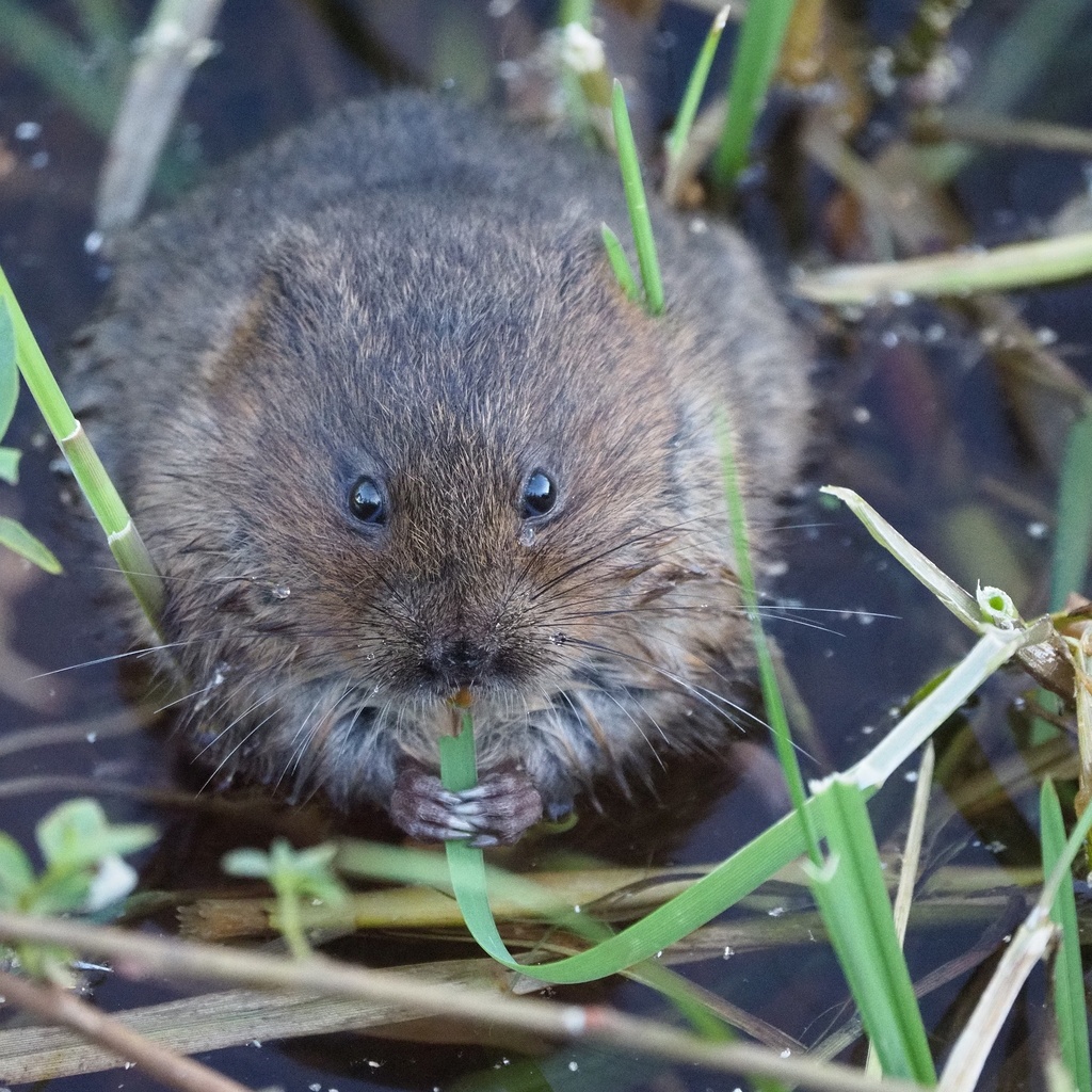 European Water Vole (Arvicola amphibius) - Know Your Mammals