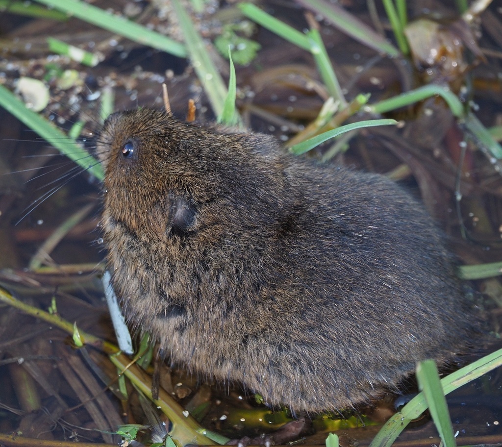 European Water Vole (Arvicola amphibius) - Know Your Mammals