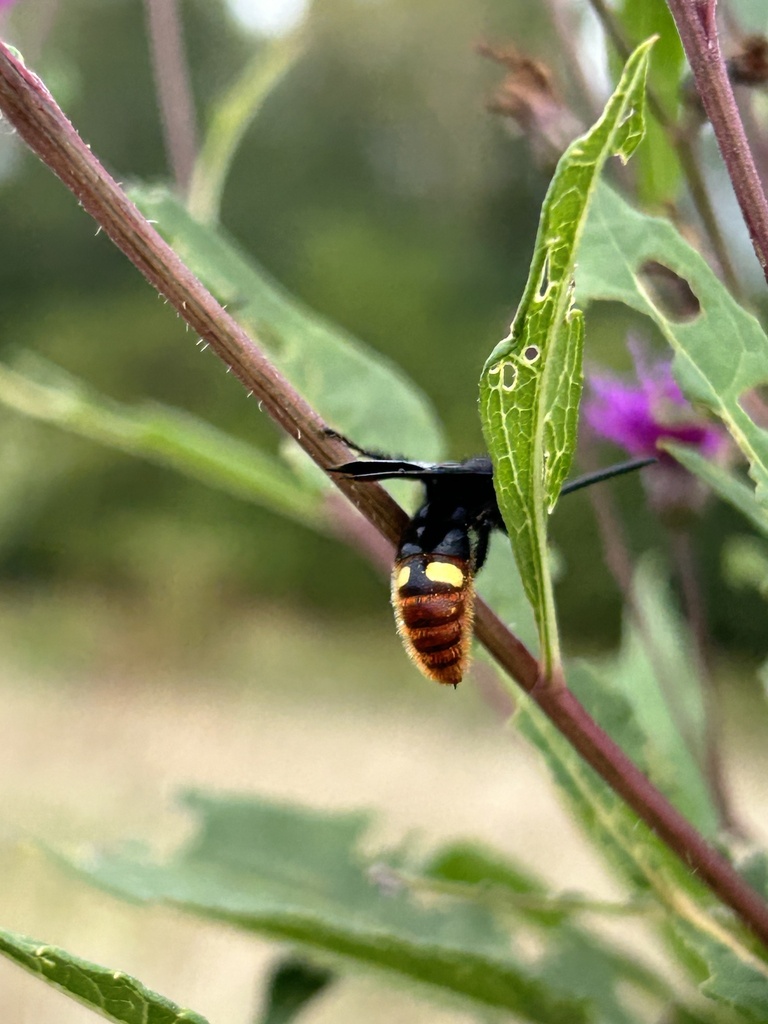 Blue-winged Scoliid Wasp from Hockhocking Adena Bikeway, Athens, OH, US ...