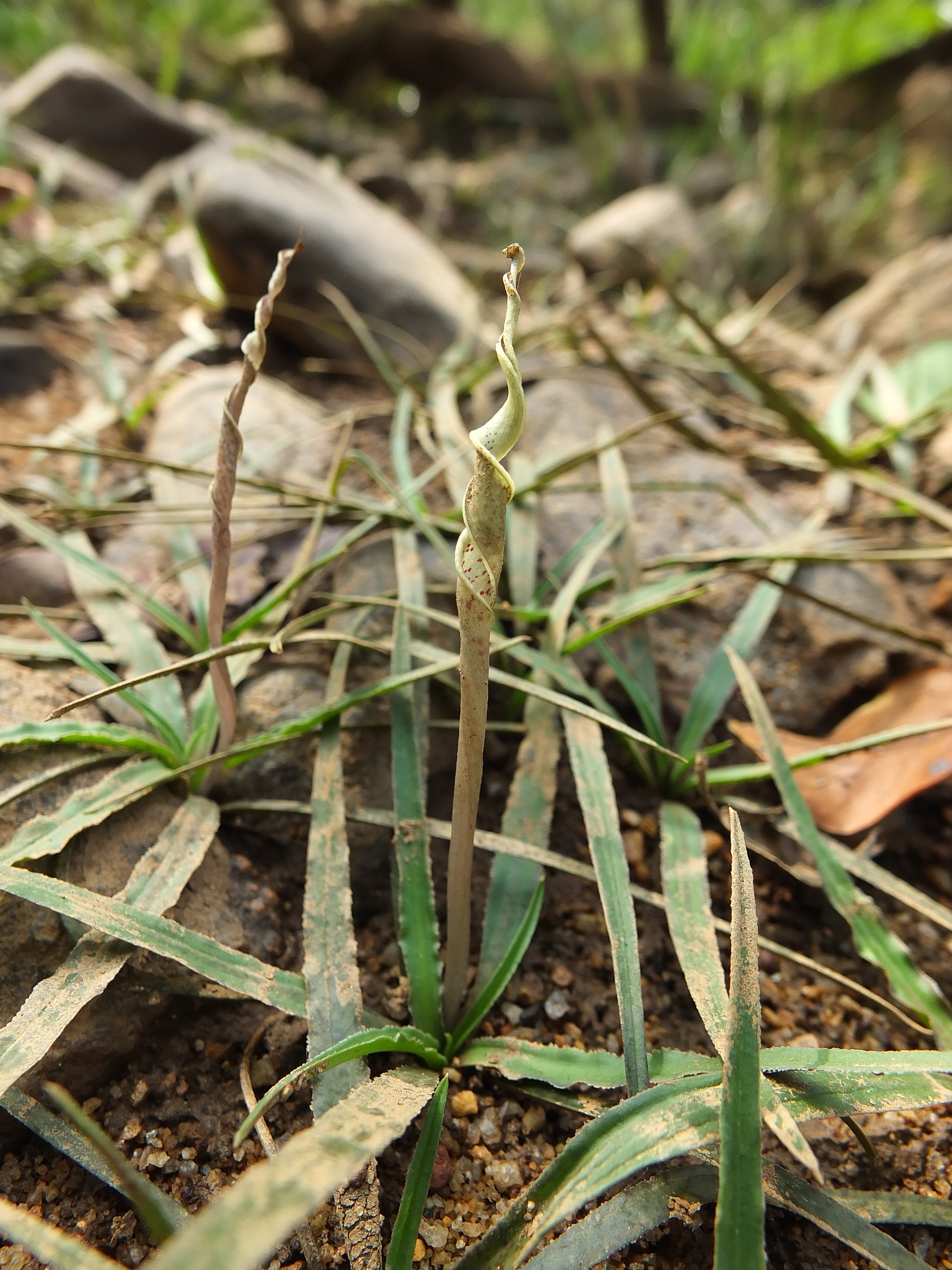 Cryptocoryne Retrospiralis