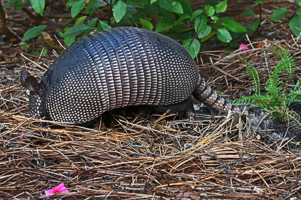 Nine-banded Armadillo from Deer Creek, The Landings, Skidaway Island ...