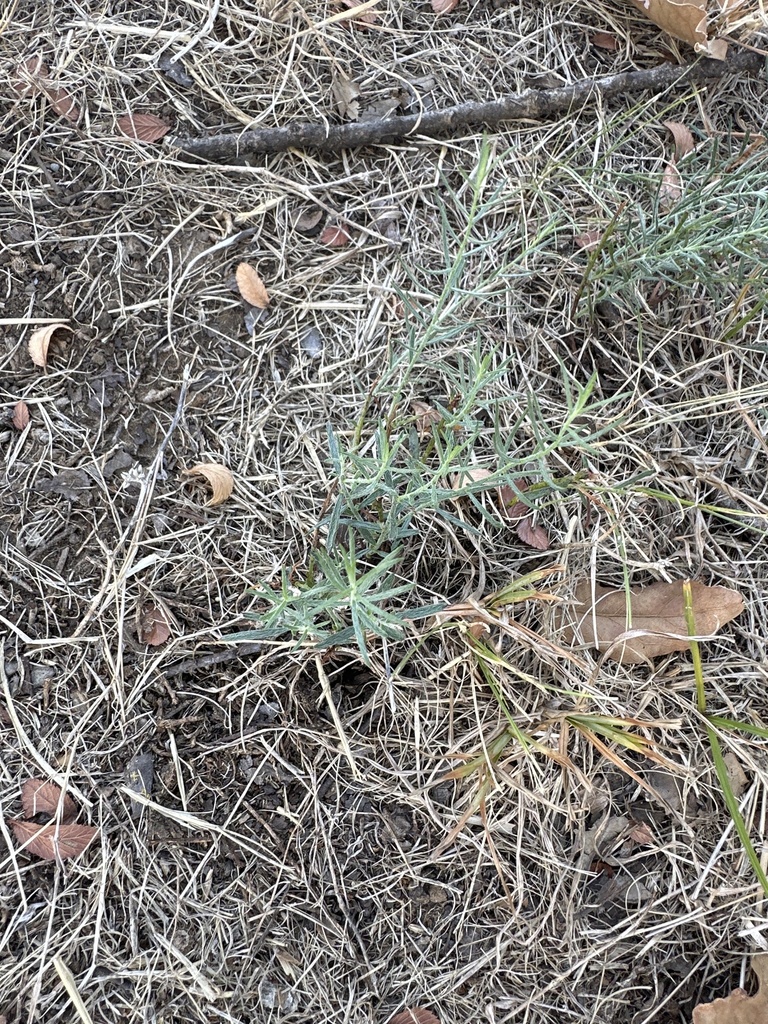 Trailing Rhatany from Hide-A-Way Ln, Flower Mound, TX, US on August 20 ...