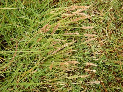 Seashore Saltgrass (Variety Distichlis spicata spicata) · iNaturalist