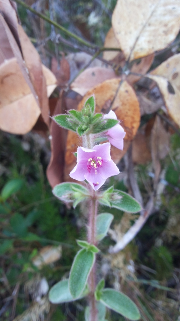 Chaetogastra from Inírida, Guainia, Colombia on February 15, 2017 at 06 ...
