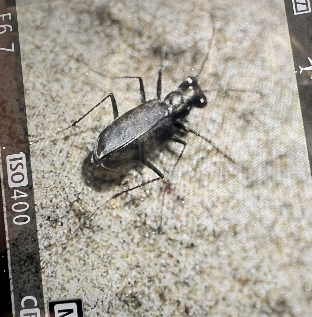 Punctured Tiger Beetle from Singing Sands Beach, Northern Bruce ...