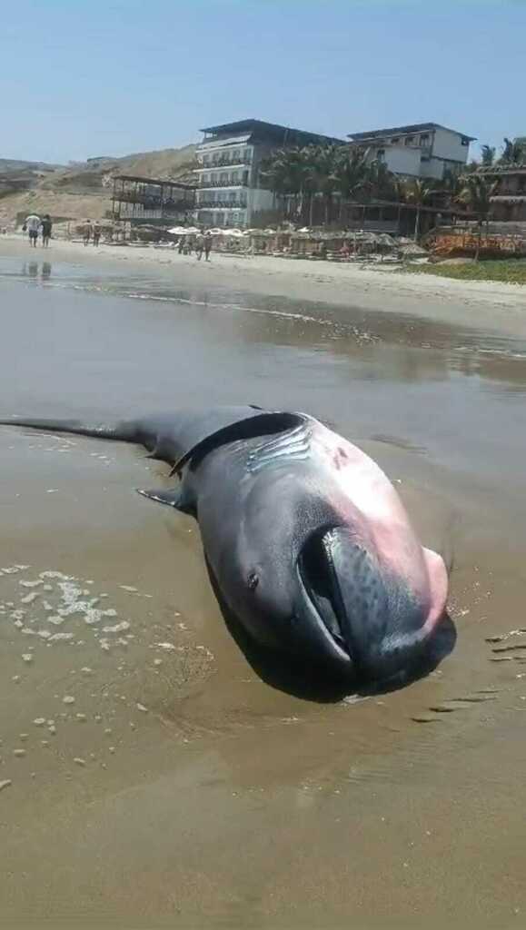 Megamouth Shark from Vichayito, Perú on August 17, 2024 at 11:25 AM by ...