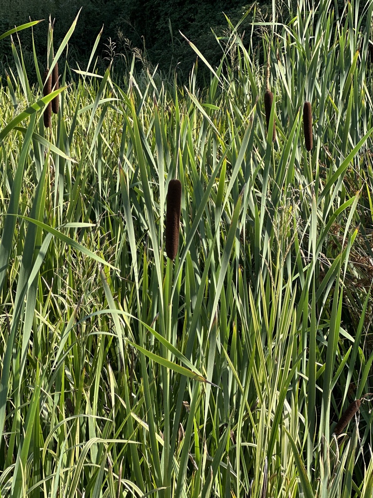broadleaf cattail from Poplars Avenue, Hockley, England, GB on August ...